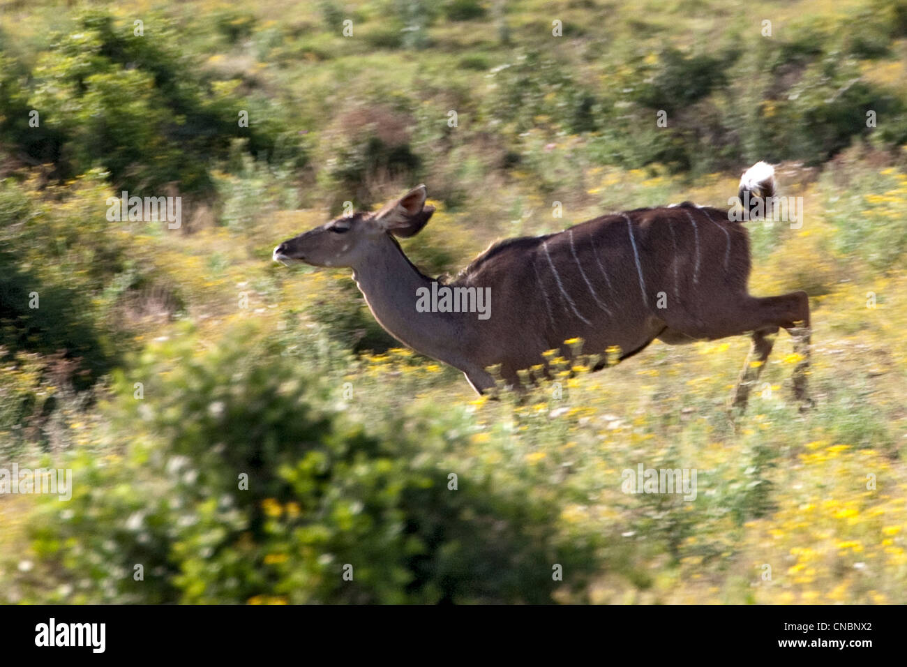 Kudu running hi-res stock photography and images - Alamy
