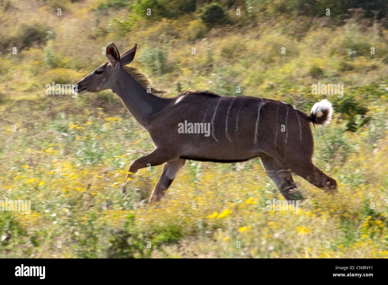 Kudu running hi-res stock photography and images - Alamy