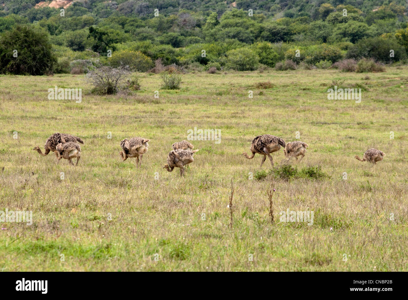 Ostriches + young Addo Elephant Park, Garden Route, South Africa Stock ...