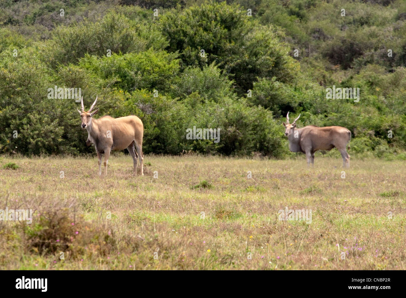 Eland, Addo Elephant Park, Garden Route, South Africa Stock Photo - Alamy