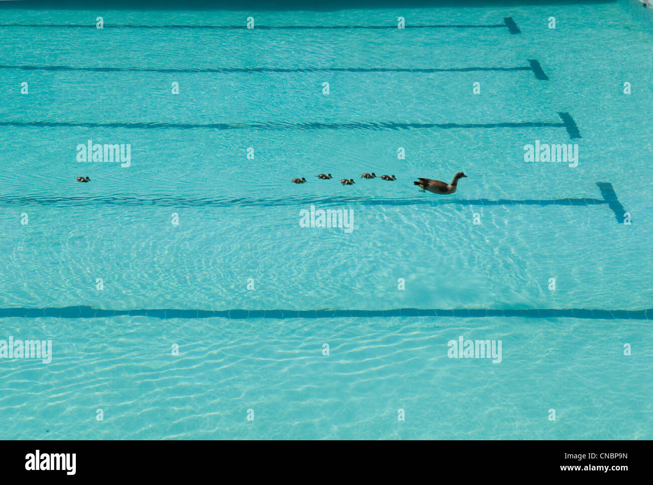 A mother duck and her ducklings in line on a swimming pool, with one ...