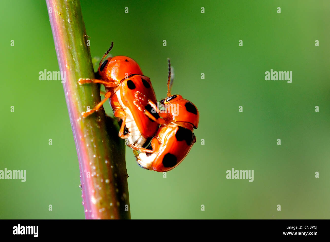 Bugs Mating High Resolution Stock Photography and Images - Alamy