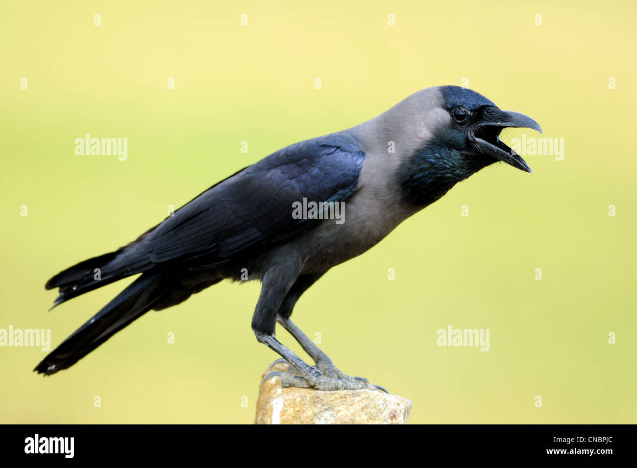 Crow in india hi-res stock photography and images - Alamy