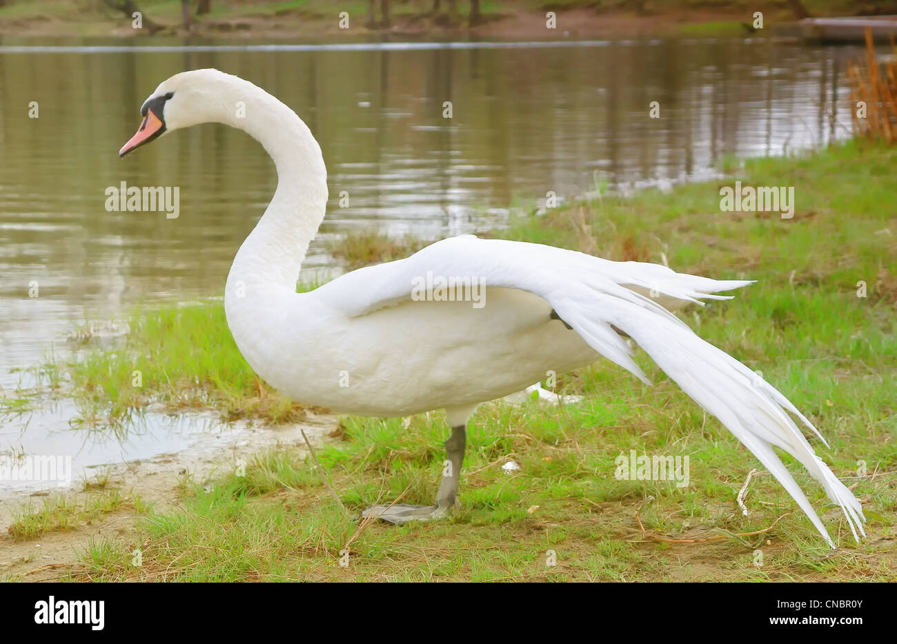 Swan with wings open hi-res stock photography and images - Alamy