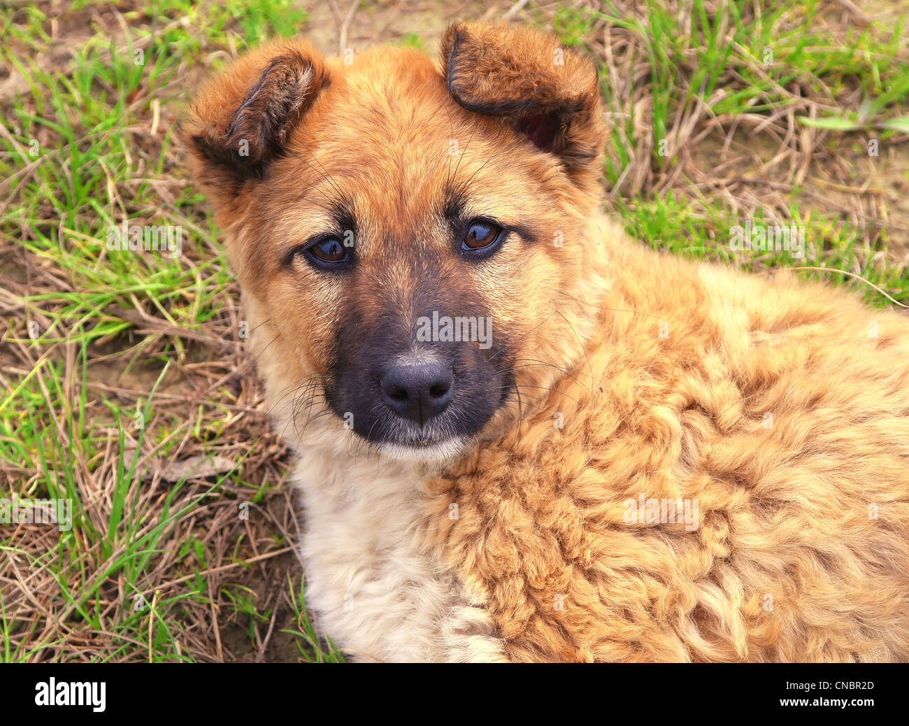 Puppy Dog brown Cute on grass Stock Photo - Alamy