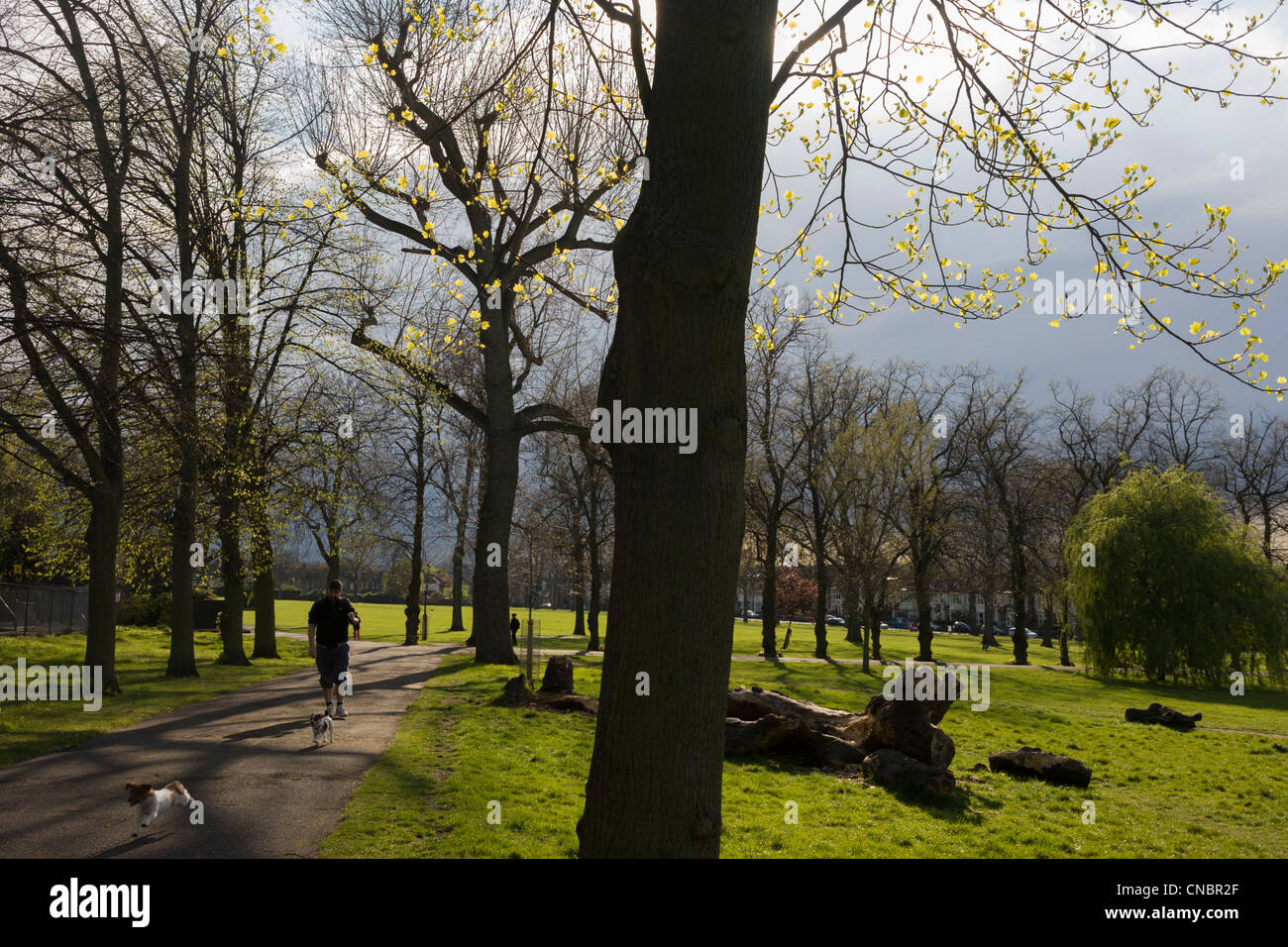 Tall ash trees hi-res stock photography and images - Alamy