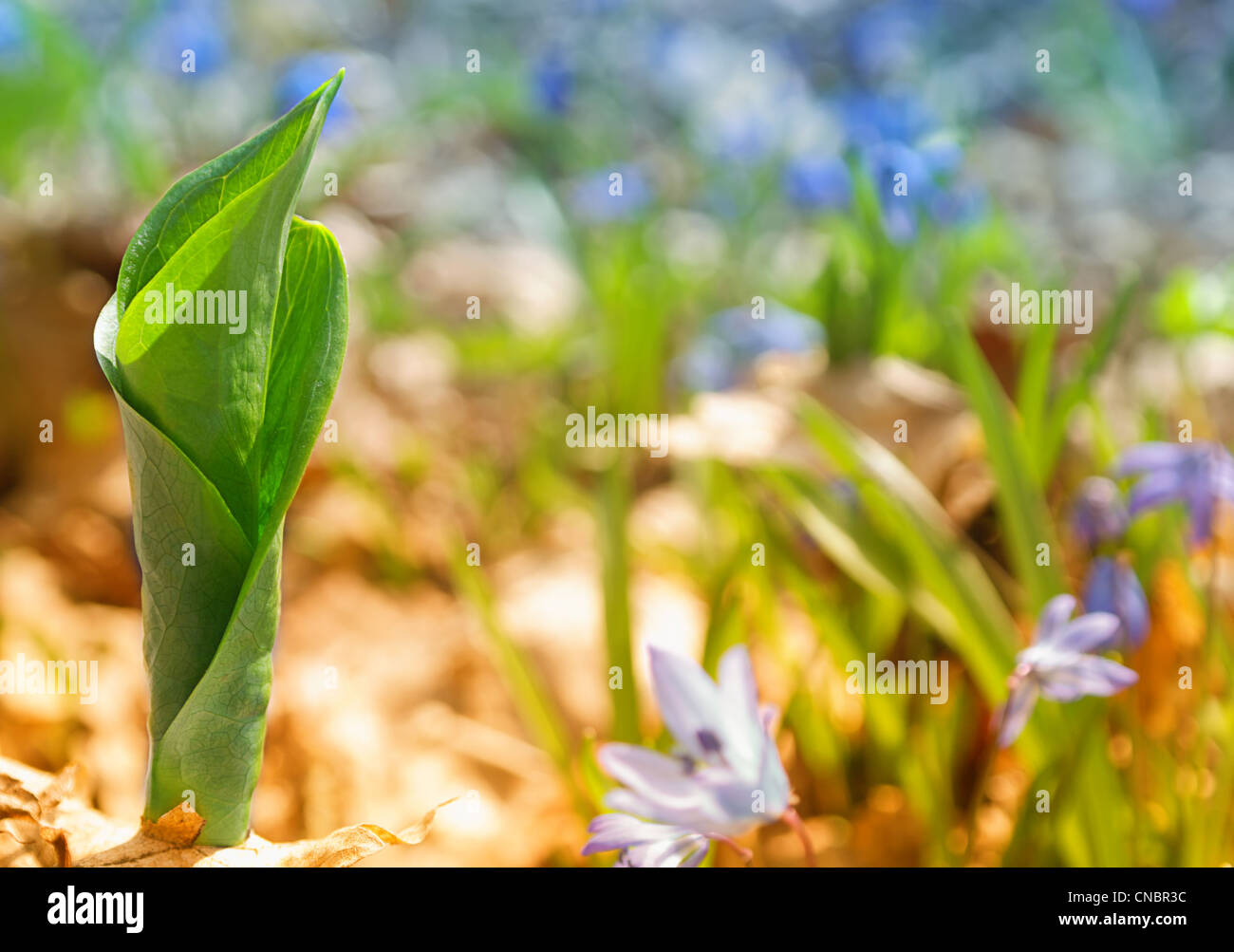 Sprout flower hi-res stock photography and images - Alamy