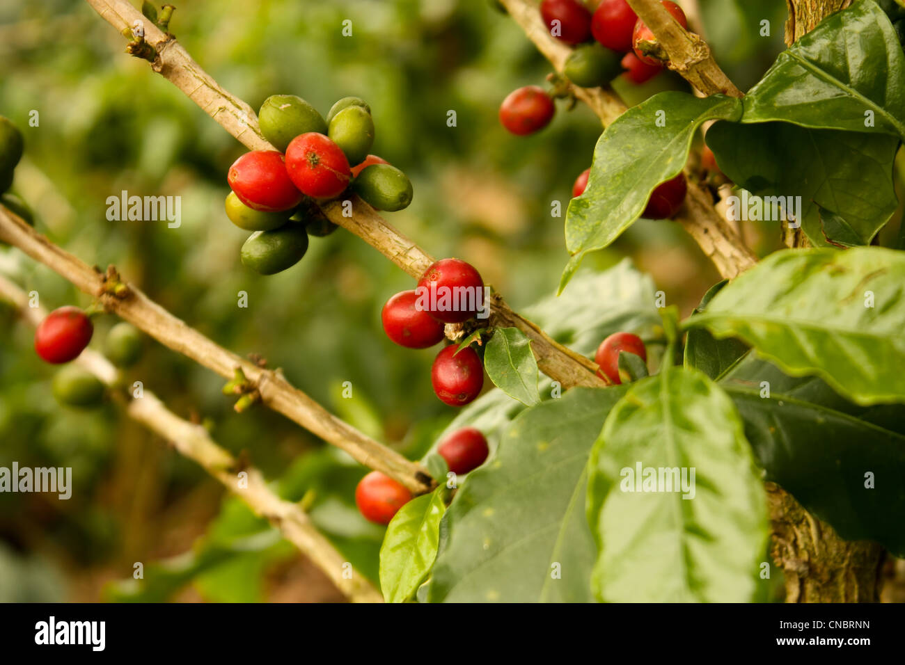 Colombia coffee plantation hi-res stock photography and images - Alamy
