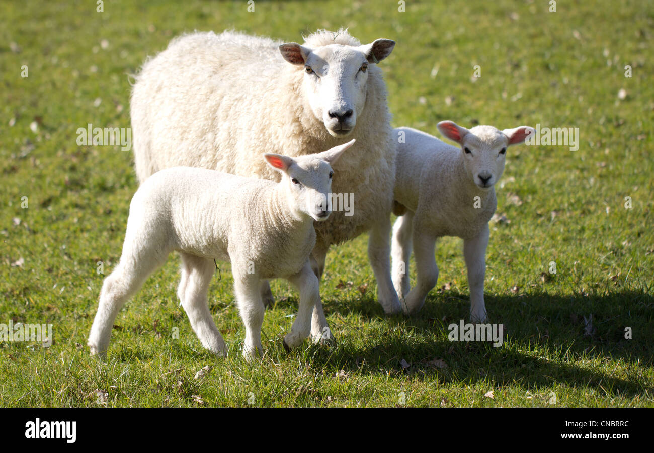 Ewe with lambs hi-res stock photography and images - Alamy