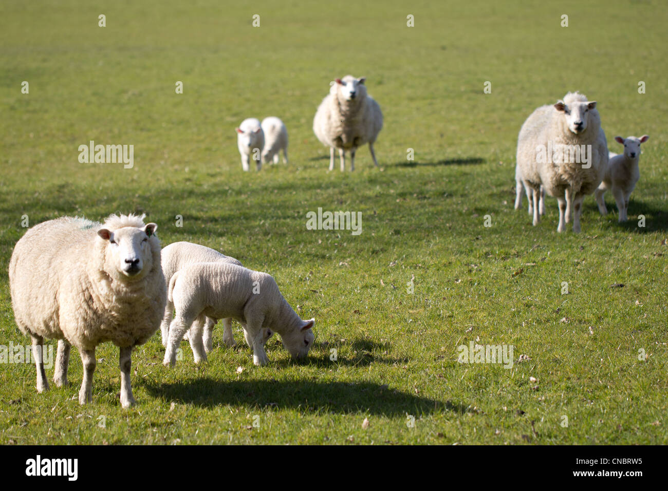 Ewes lambs field hi-res stock photography and images - Alamy
