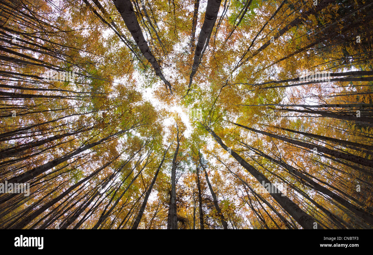 autumn forest treetops (intentionally distorted image; shot with a ...