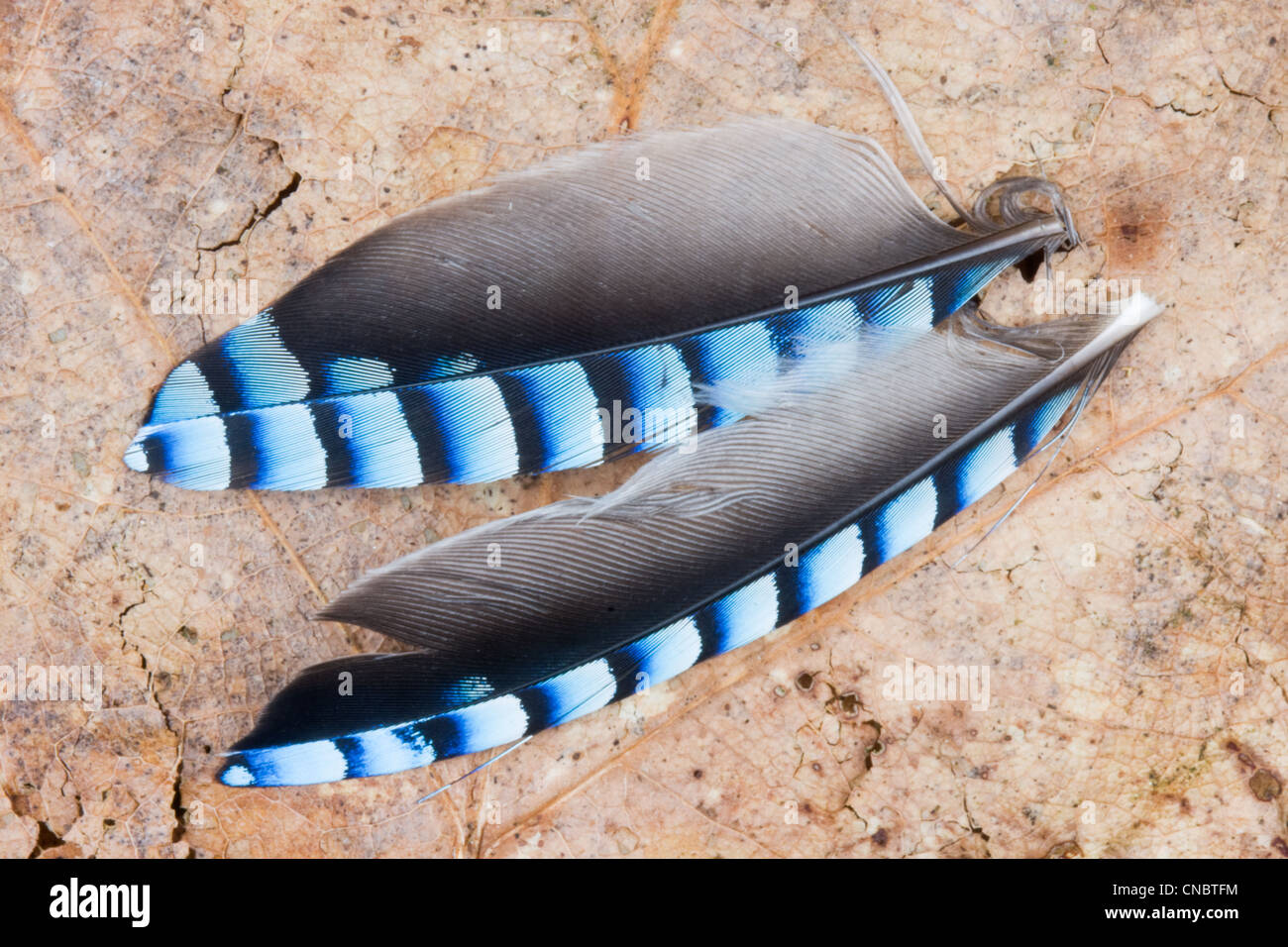 Eurasian jay feathers hi-res stock photography and images - Alamy