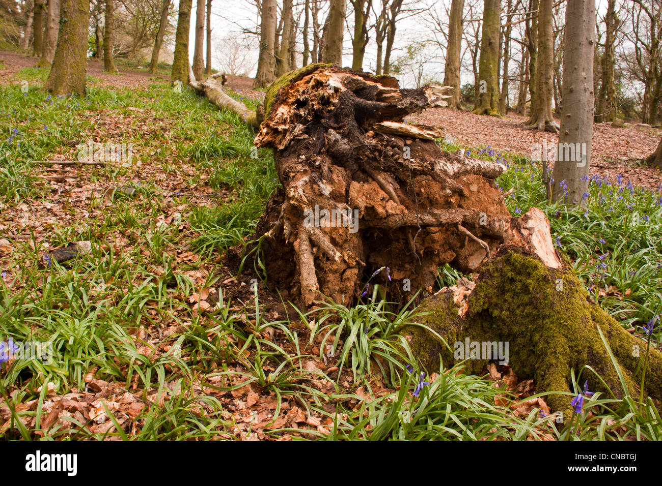 Fallen Beech tree with bluebells carpeting the ancient woodland floor ...
