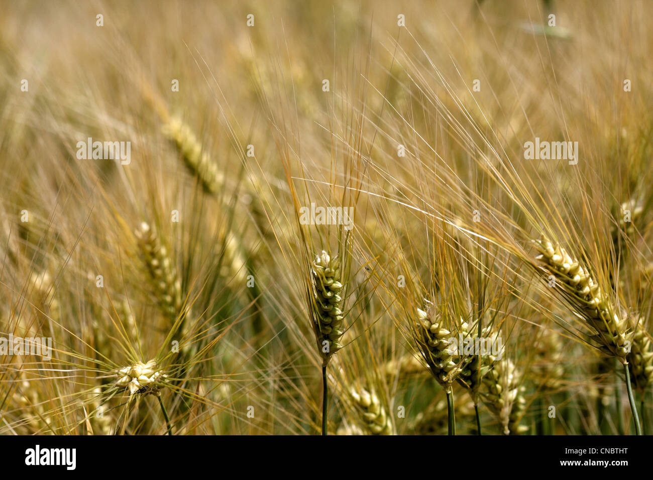 Wheat field patterns hi-res stock photography and images - Alamy
