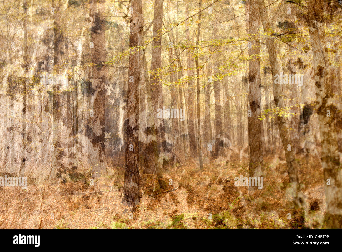 Vintage forest postcard hi-res stock photography and images - Alamy