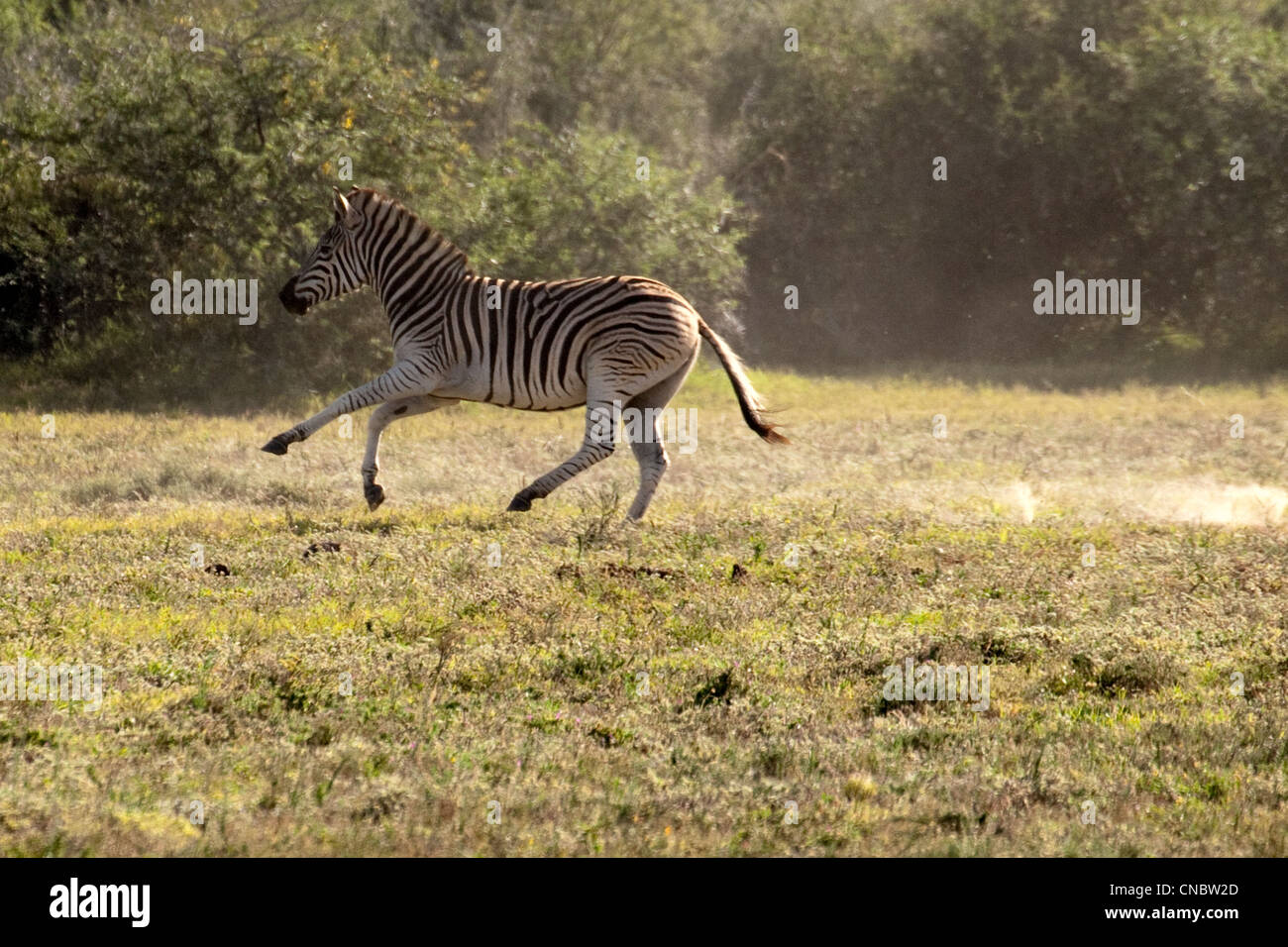 Elephant darting hi-res stock photography and images - Alamy