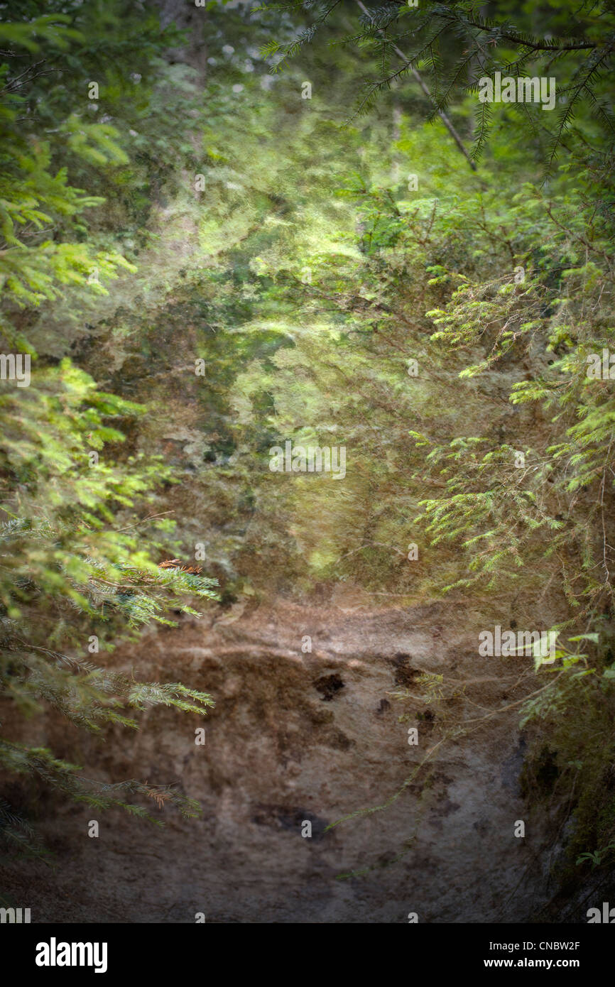 Forest of paper hi-res stock photography and images - Alamy