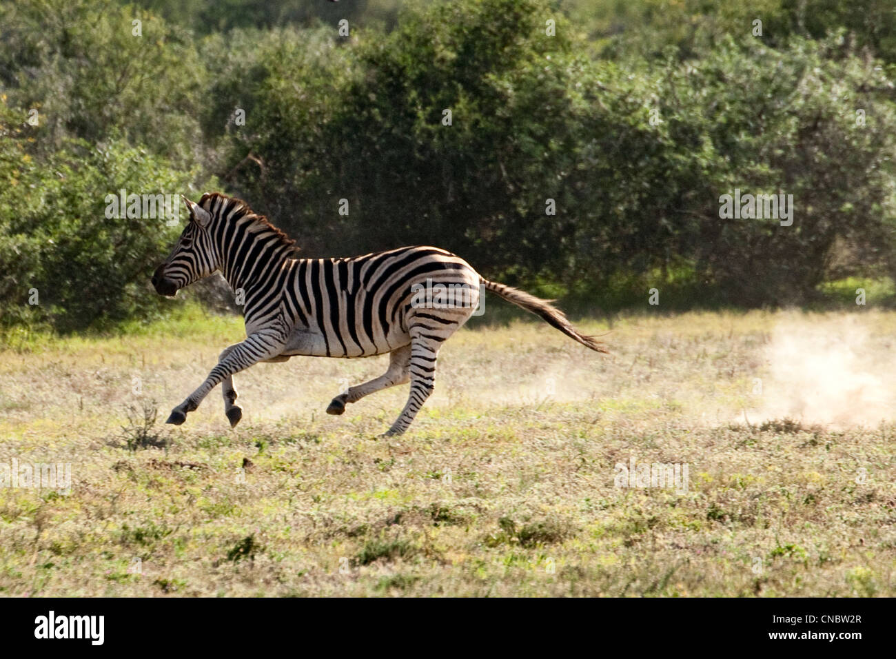 Burchell's (plain) Zebra running, Addo Elephant Park, Garden Route ...