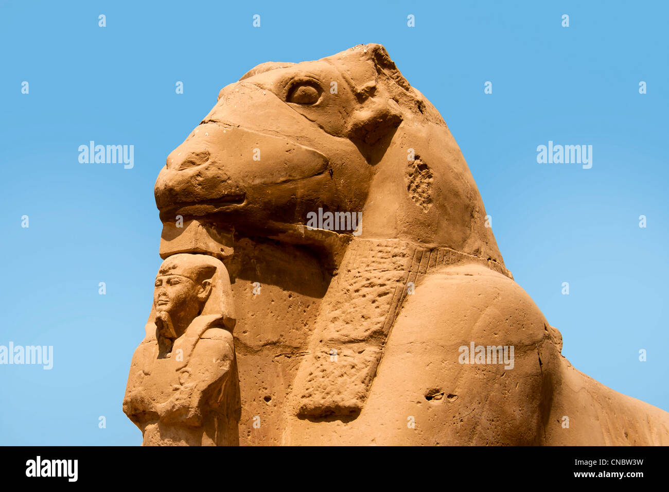 Criosphinx with Ramses II at Karnak Temple Stock Photo - Alamy