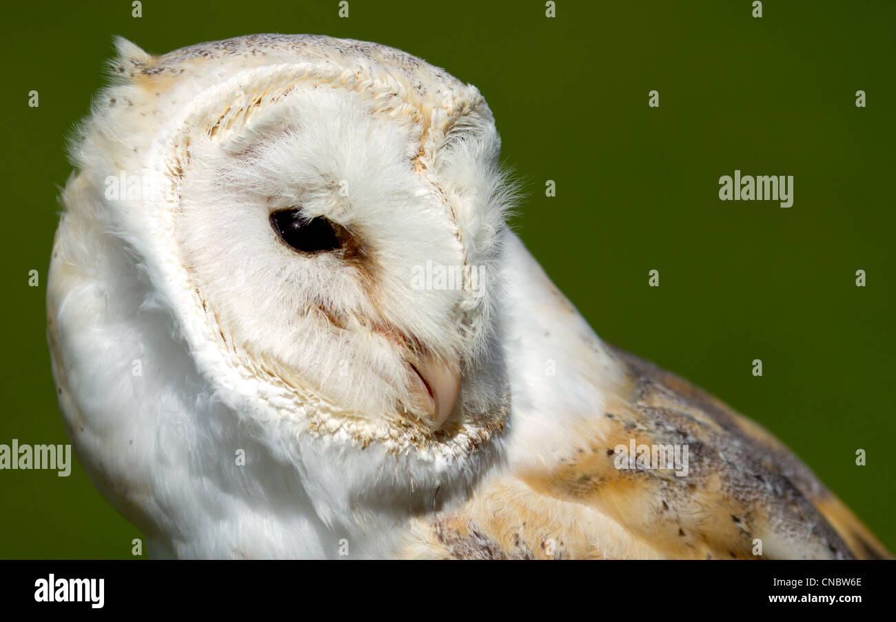 Barn Owl Sitting Stock Photo - Alamy
