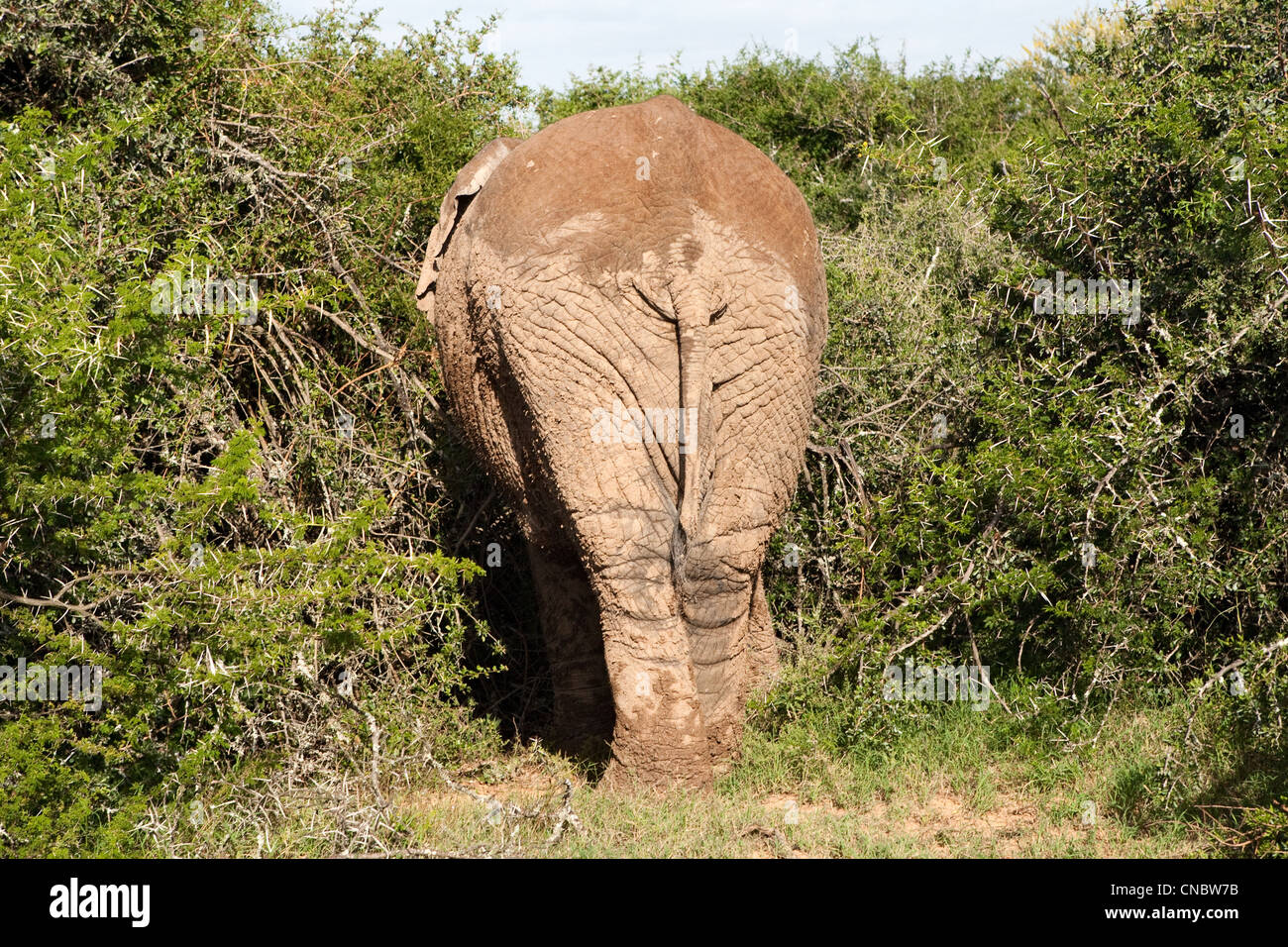 Male elephant browing, rear, Addo Elephant Park, Garden Route, South ...