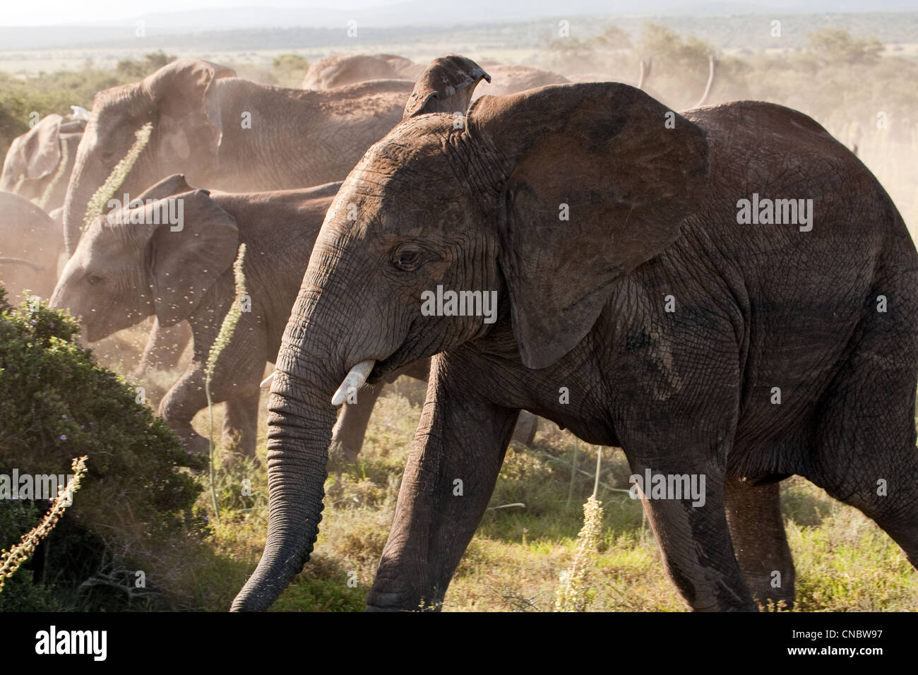 Darting elephant hi-res stock photography and images - Alamy