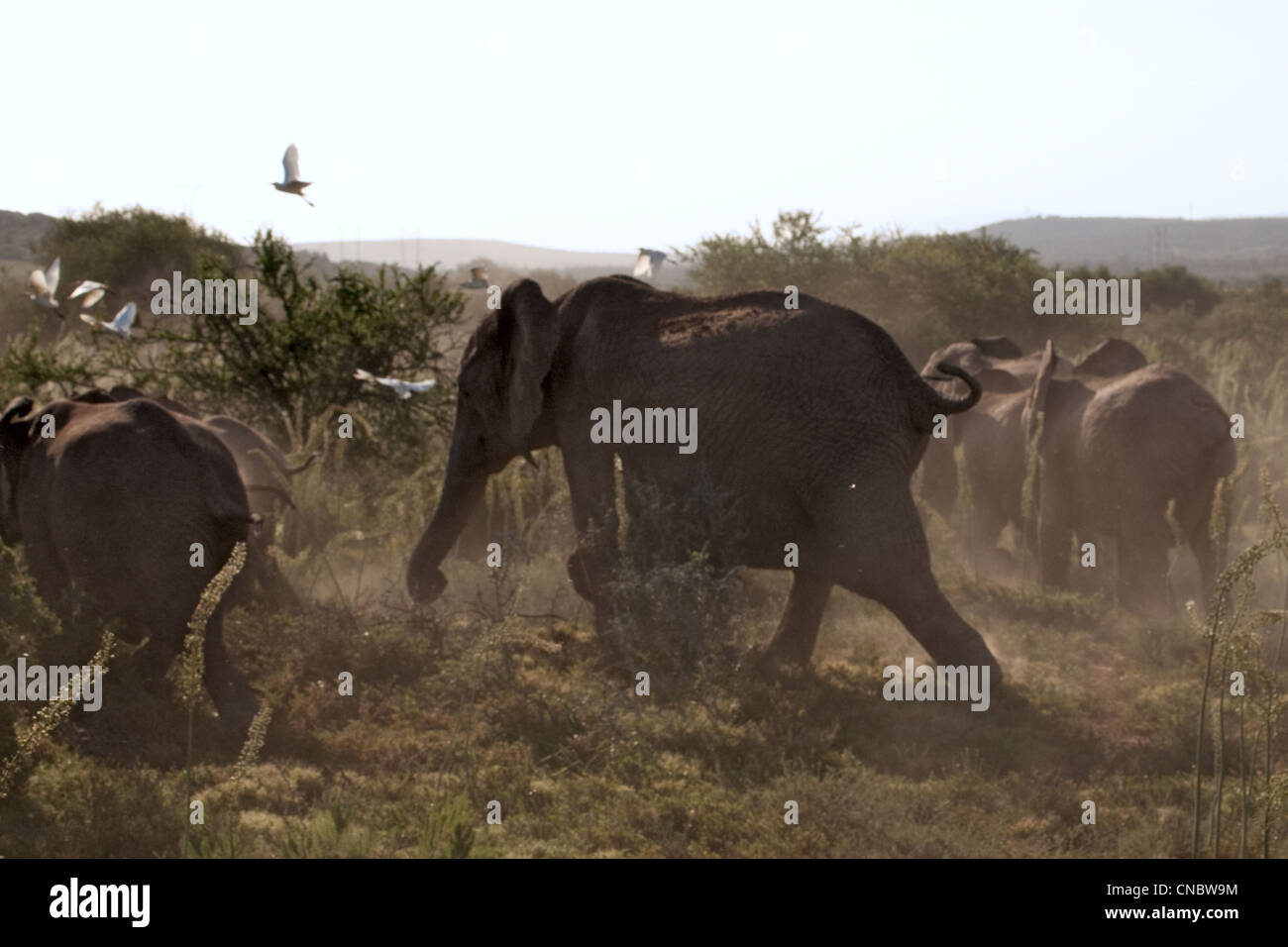 Elephant herd running Addo Elephant Park, Garden Route, South Africa ...