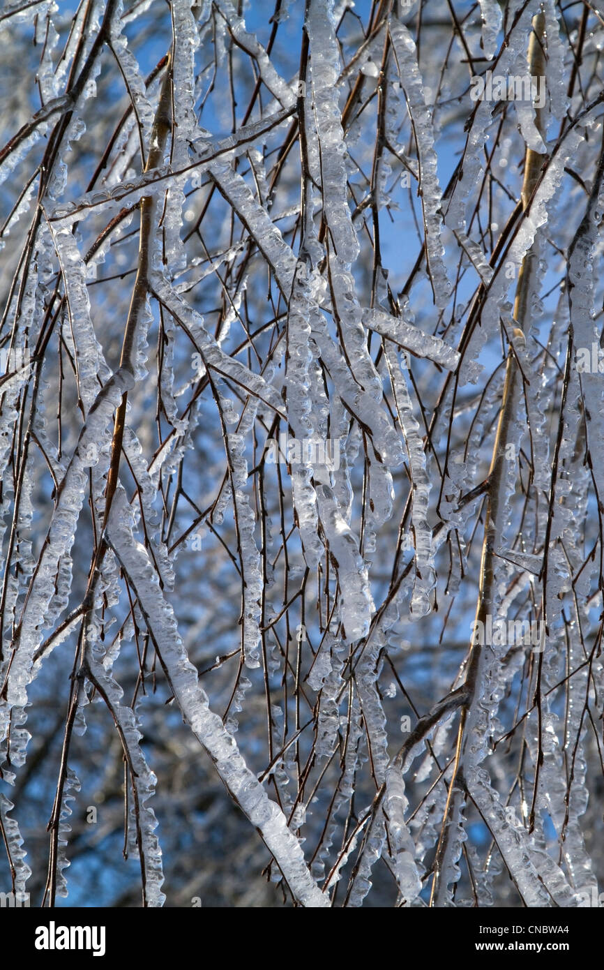 tree branches covered with ice, after the freezing rain, on blue sky ...