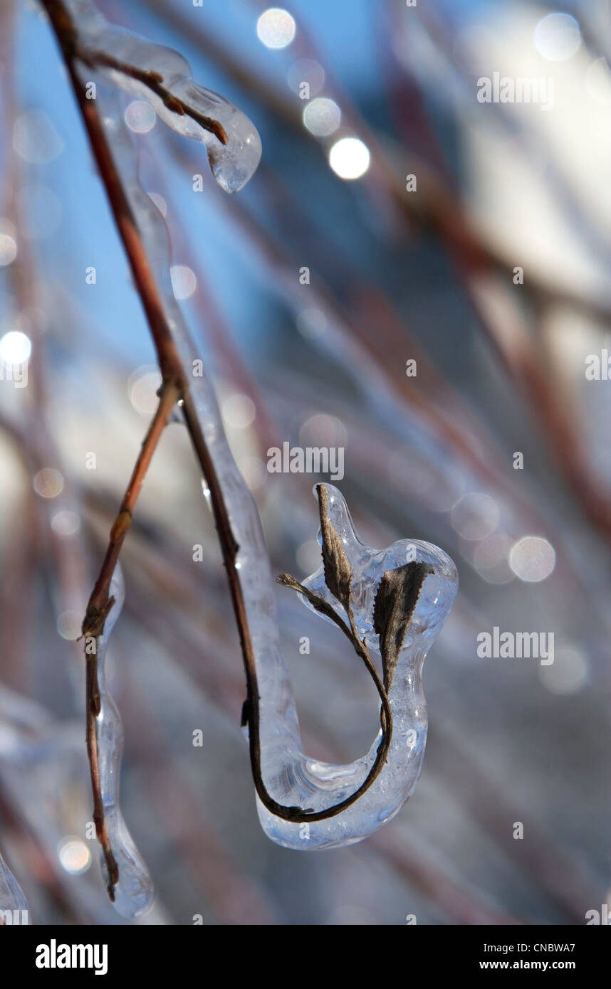 tree branches covered with ice, after the freezing rain Stock Photo - Alamy