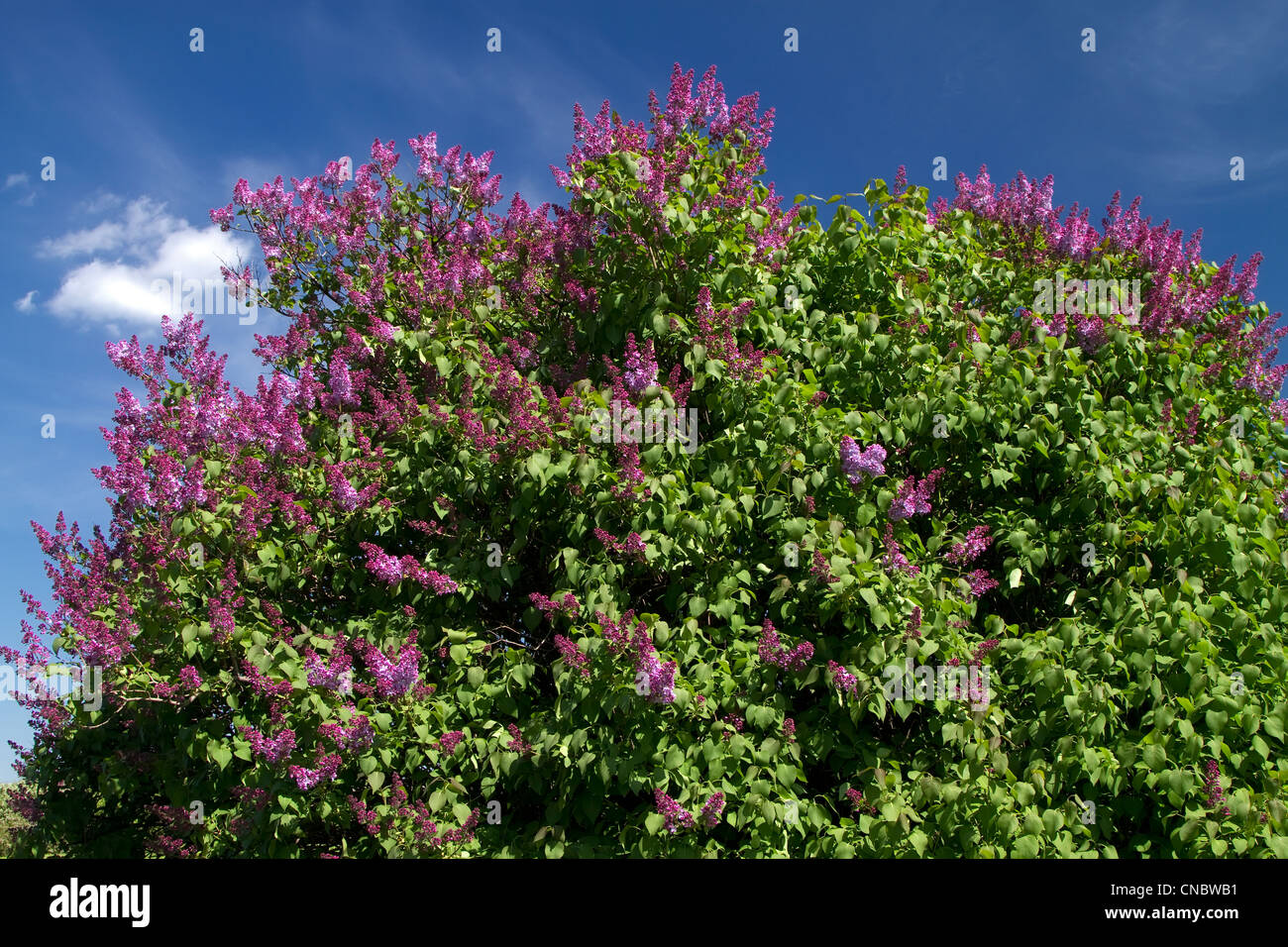 blooming lilac bush against the blue sky Stock Photo - Alamy