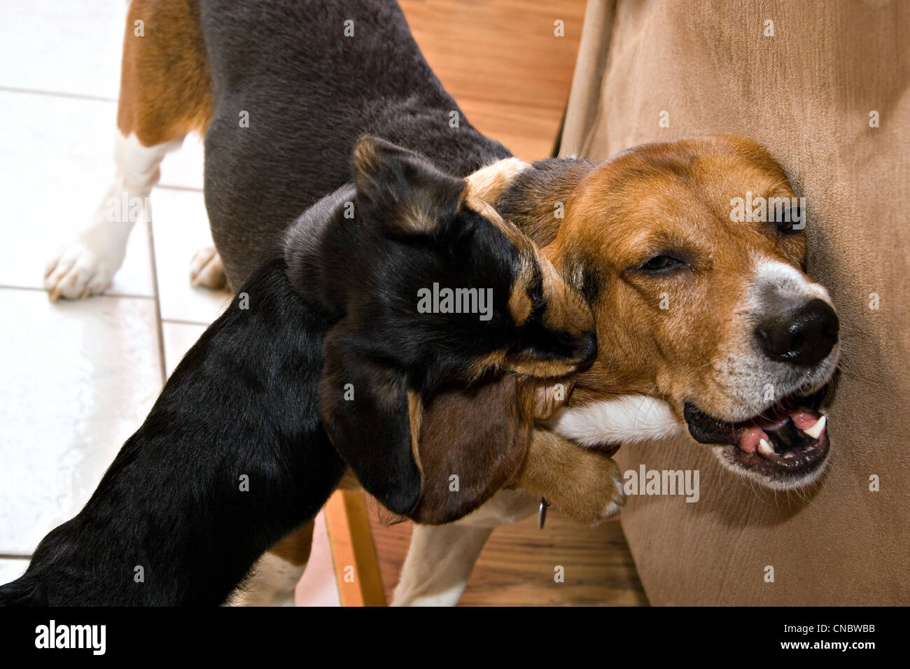 Couple beagles hi-res stock photography and images - Alamy