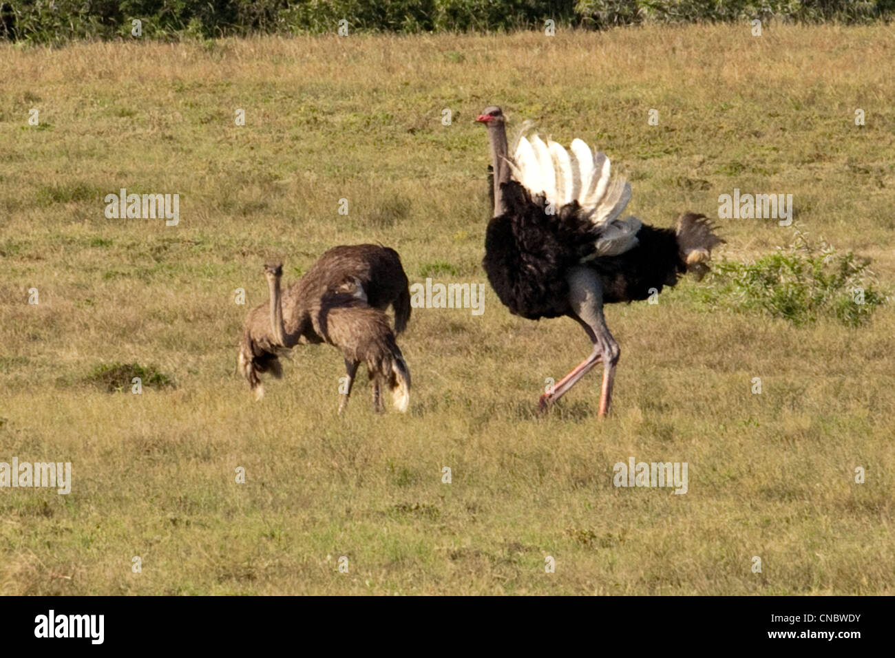 Ostrich mating display hi-res stock photography and images - Alamy