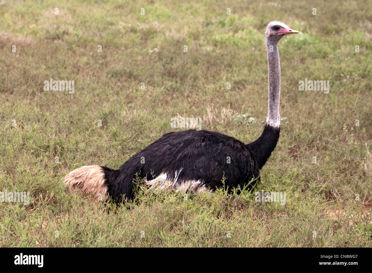 Ostrich Sitting High Resolution Stock Photography and Images - Alamy