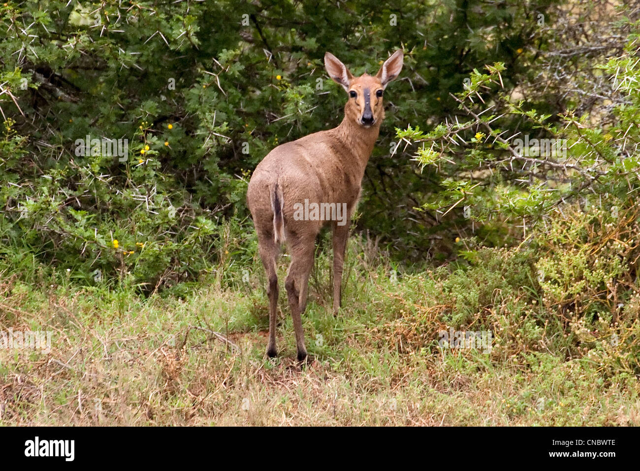 Duiker antelope hi-res stock photography and images - Alamy