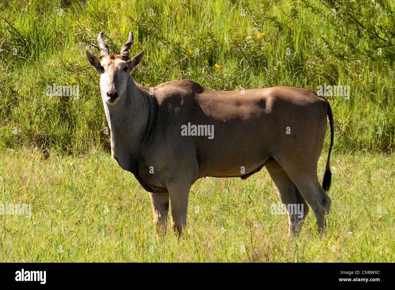 Eland, Addo Elephant Park, Garden Route, South Africa Stock Photo - Alamy