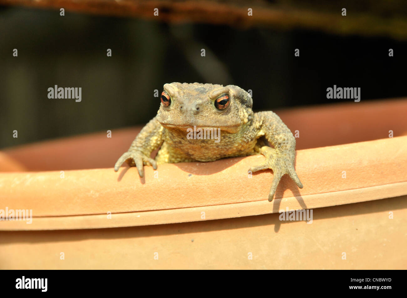 A toad that is installed on the edge of a pot is sunbathing in the ...