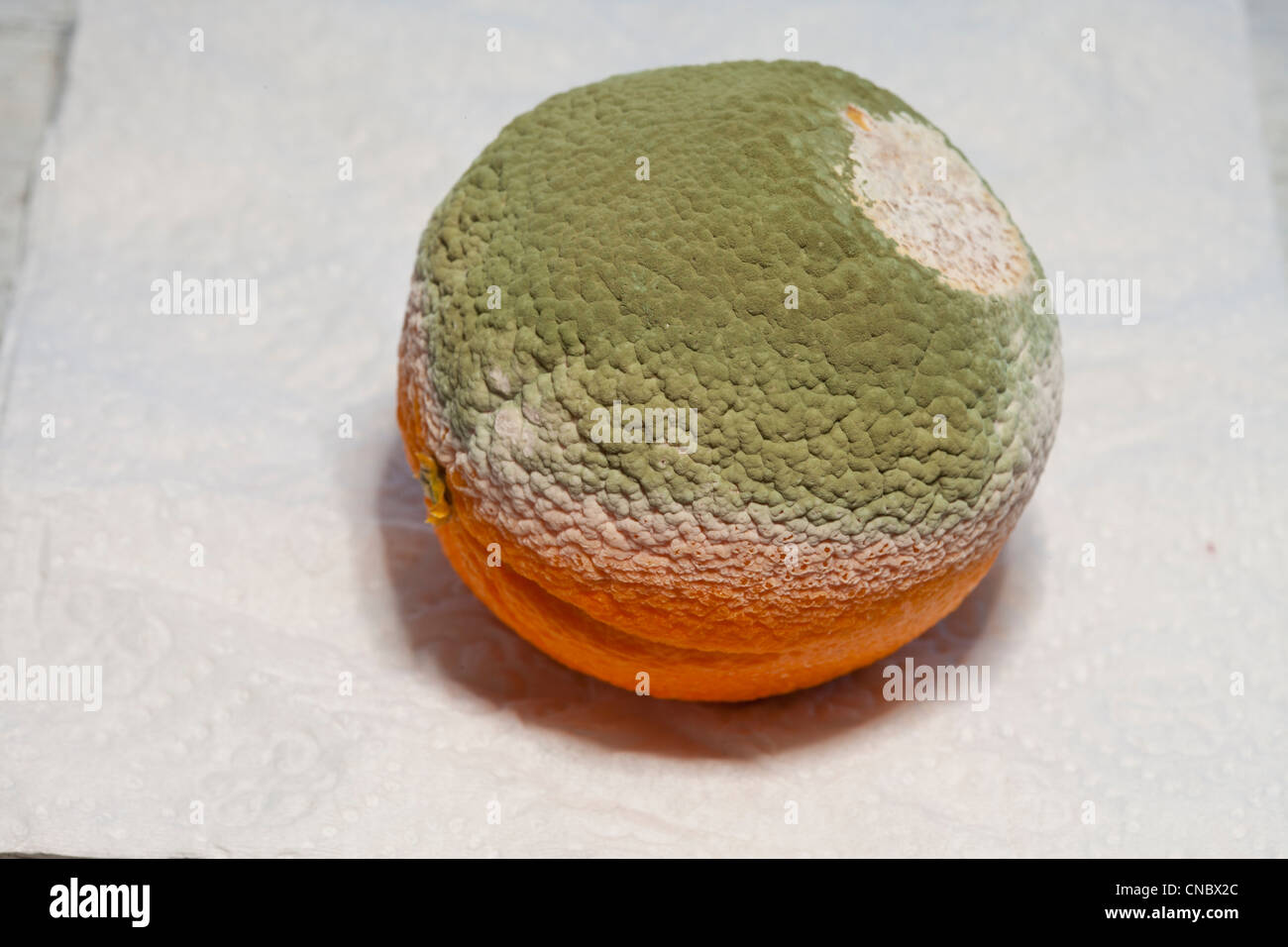 Mold moldy mold hi-res stock photography and images - Alamy