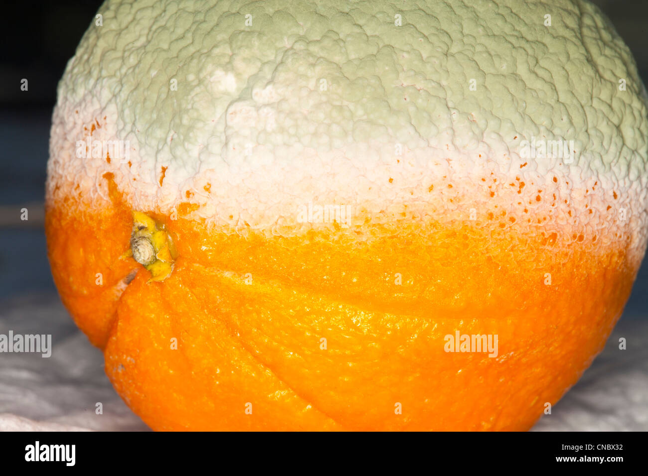 Orange With Mold High Resolution Stock Photography and Images - Alamy