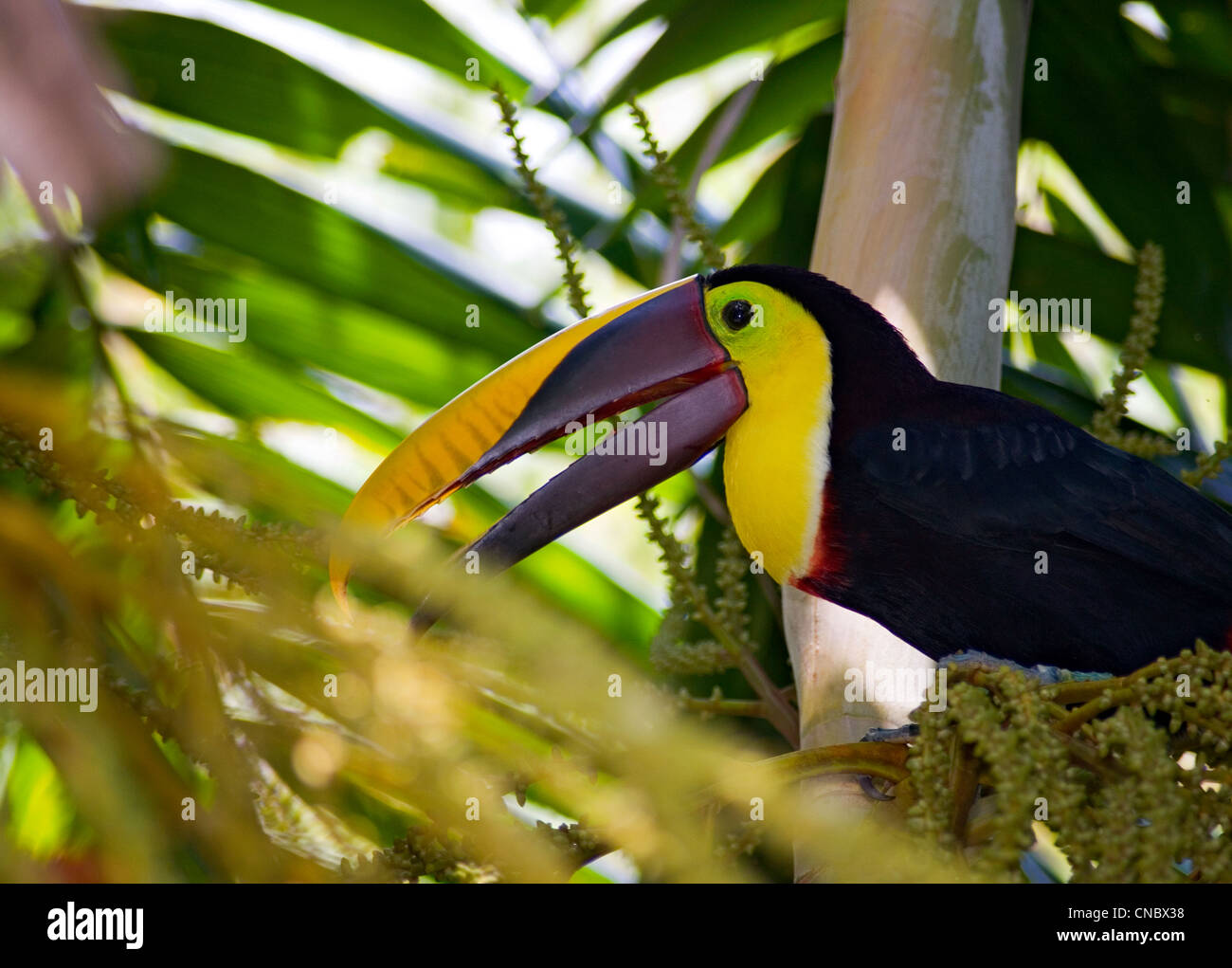 Toucan in the rainforest of costa rica's osa peninsula Stock Photo - Alamy