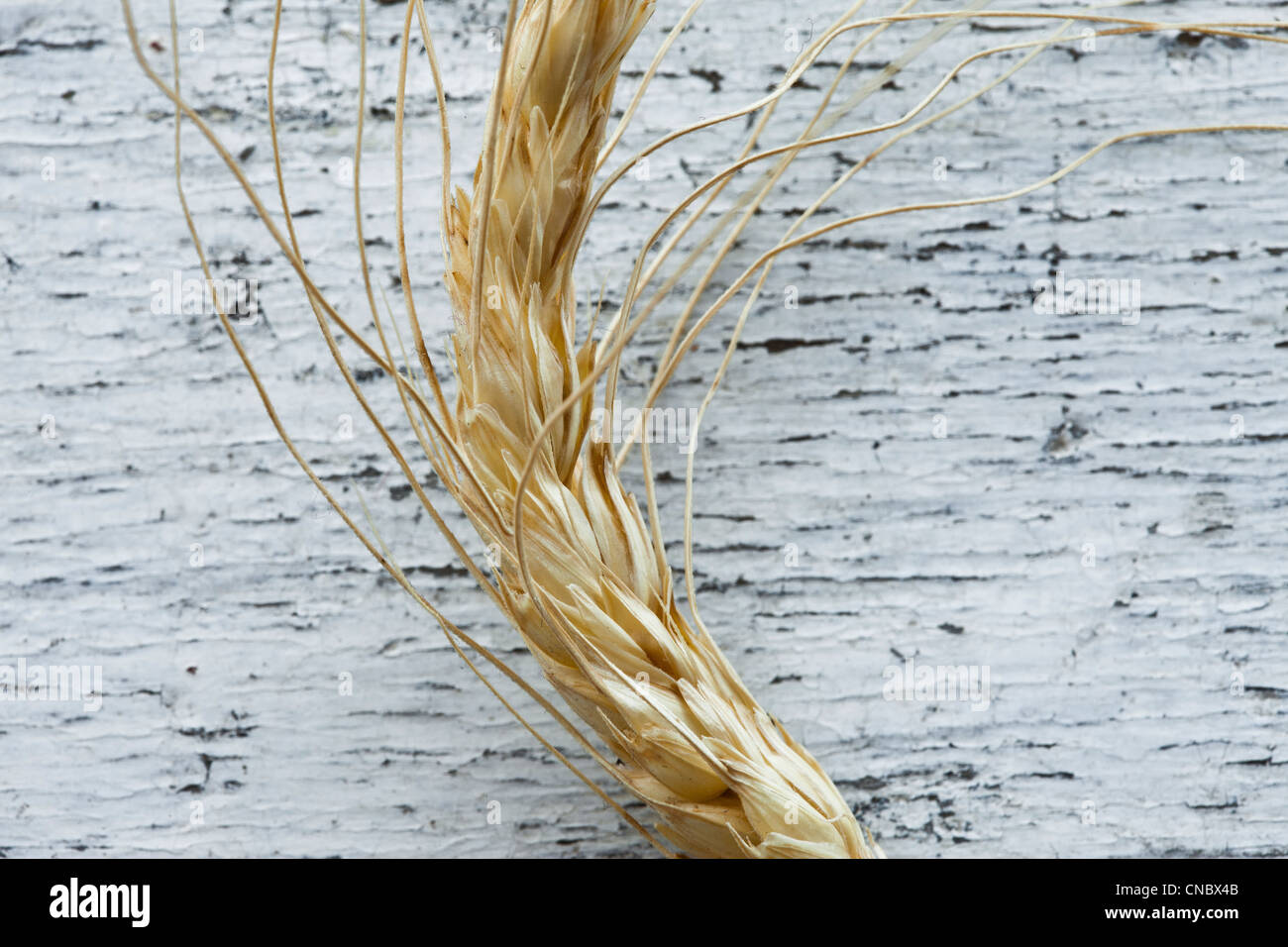 single stalk wheat grain dried close up Stock Photo - Alamy