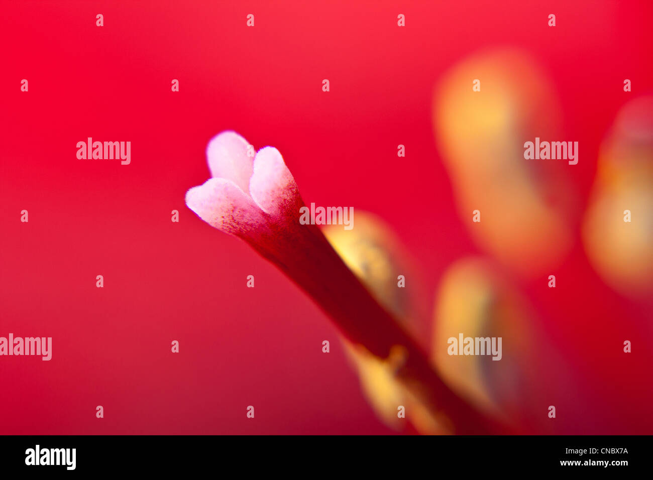 Close up shot of red Lily flower head showing stamen and stigma Stock ...