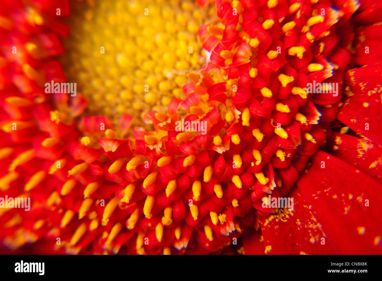 Flower head and leaves hi-res stock photography and images - Alamy
