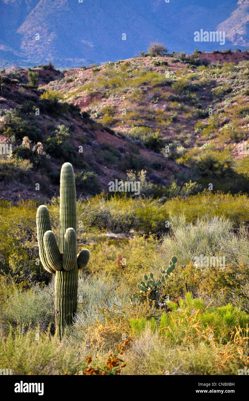 Arizona desert landscape hi-res stock photography and images - Alamy