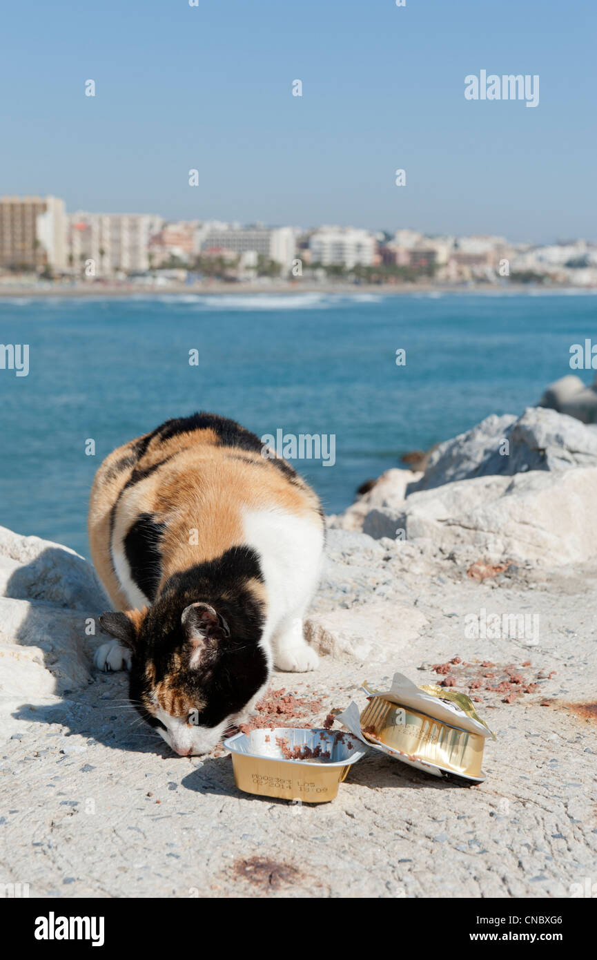Starving cat hi-res stock photography and images - Alamy