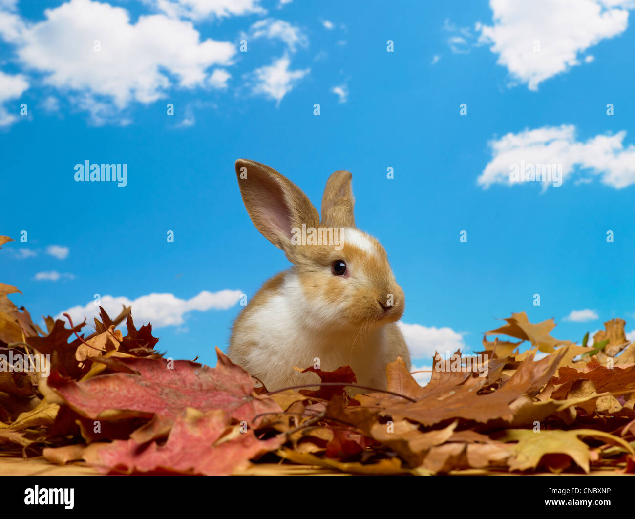 Rabbit sitting on fall leaves with a sky background Stock Photo - Alamy