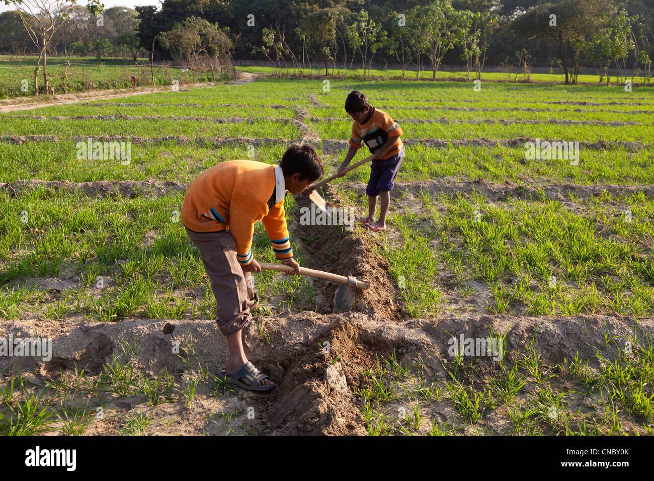 India, Uttar Pradesh, Agra, young boys working in field Stock Photo - Alamy