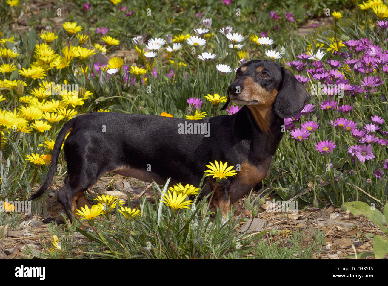 Smooth Dachshund in flowers Stock Photo - Alamy
