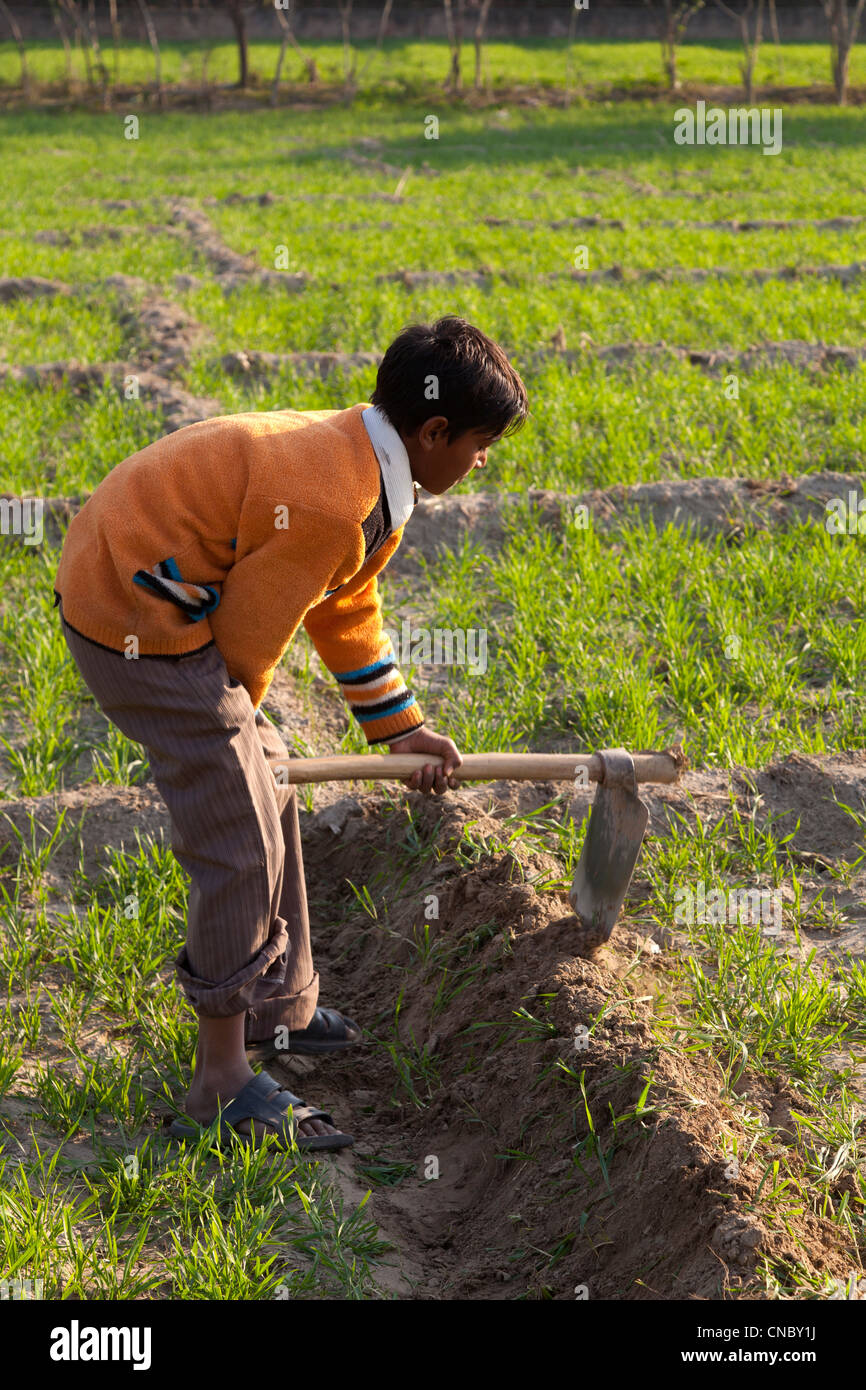 India, Uttar Pradesh, Agra, young boy working in field Stock Photo - Alamy