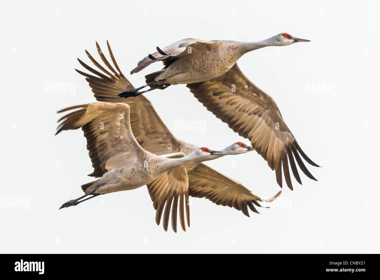Group of cranes hi-res stock photography and images - Alamy