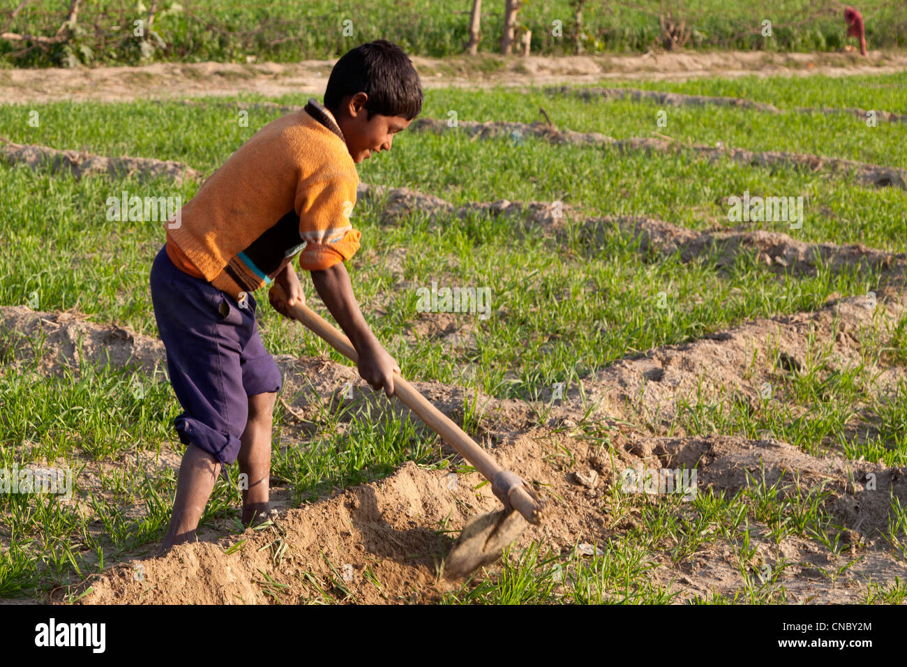 India, Uttar Pradesh, Agra, young boy working in field Stock Photo - Alamy